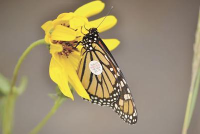 Prairie Wetlands Learning Center celebrates 20 years | News ...