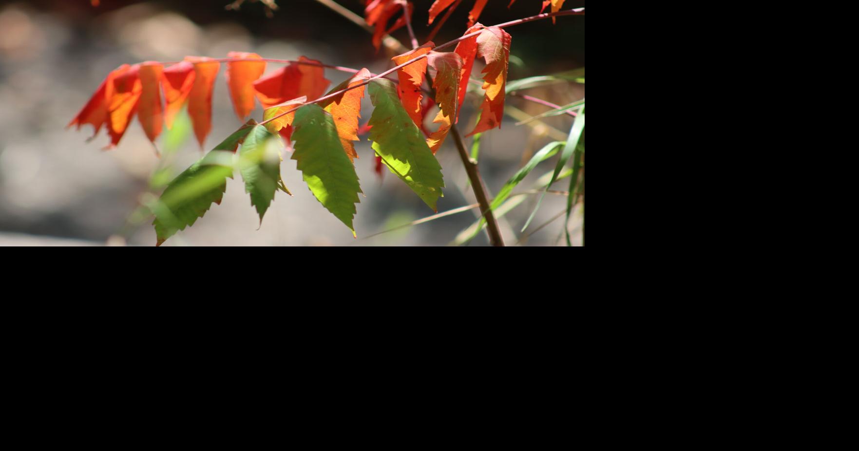 Celebrate fall with friends: Leaf Days returns to Maplewood State Park ...
