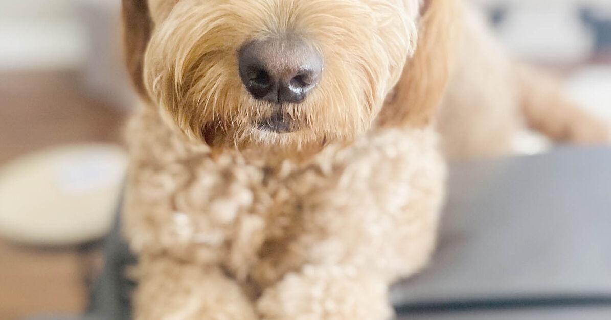 Peace, love, rescue | News | fergusfallsjournal.com