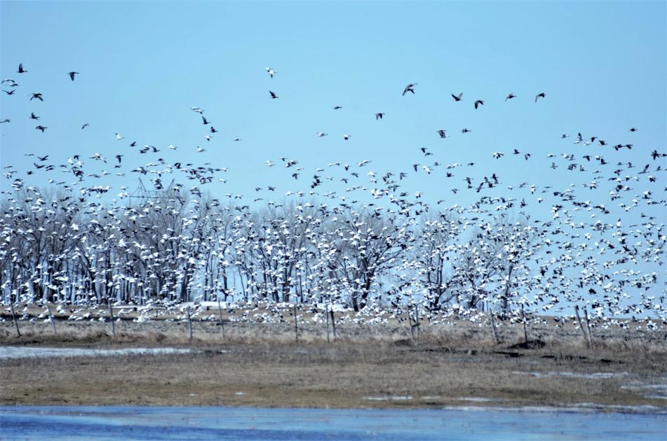 Spring waterfowl migration has brought an unexpected bonus | News ...