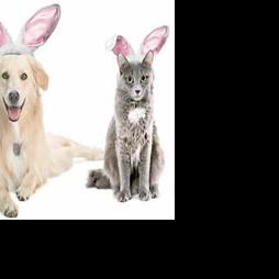 It’s not just rabbits that multiply like rabbits! | Lifestyle ...