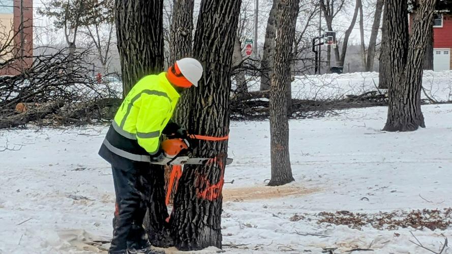 Gains and losses: Trees cleared at Roosevelt Park | News ...