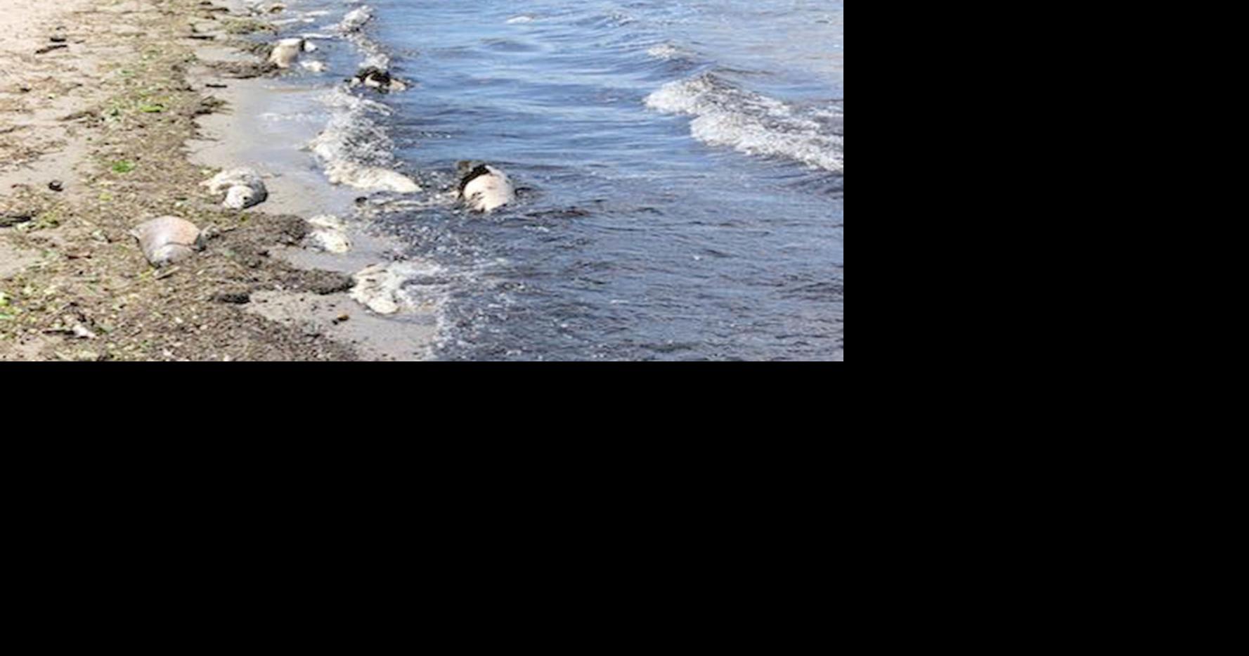 Dying carp appearing in Pomme de Terre River system | Outdoors ...