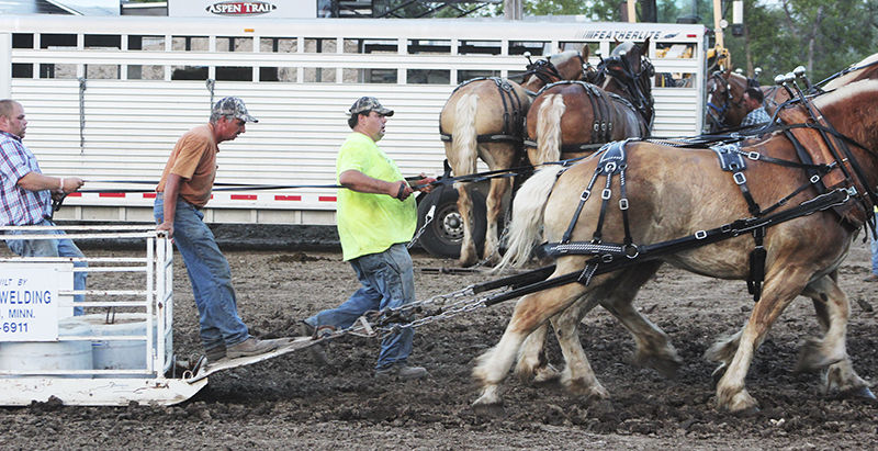 Fair-goers brave humidity for evening at annual draft horse pull | News | fergusfallsjournal.com