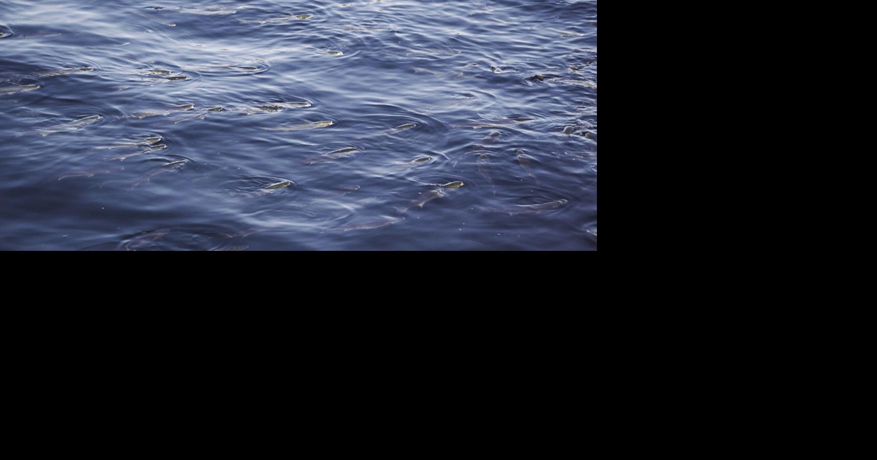 The Mullet Migration is Here | InShore | floridasportfishing.com