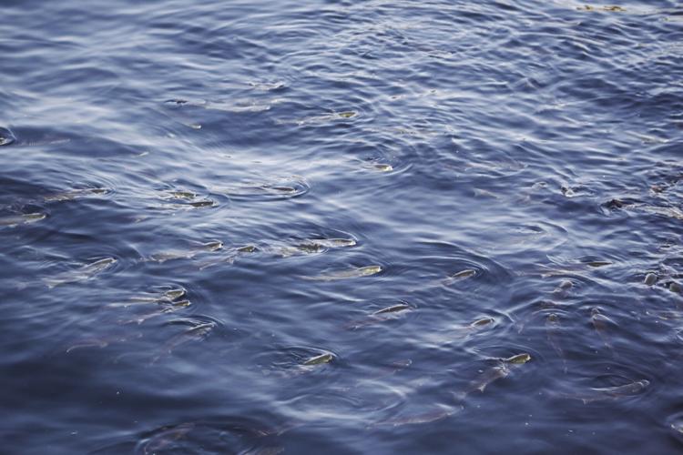 The Mullet Migration is Here | InShore | floridasportfishing.com