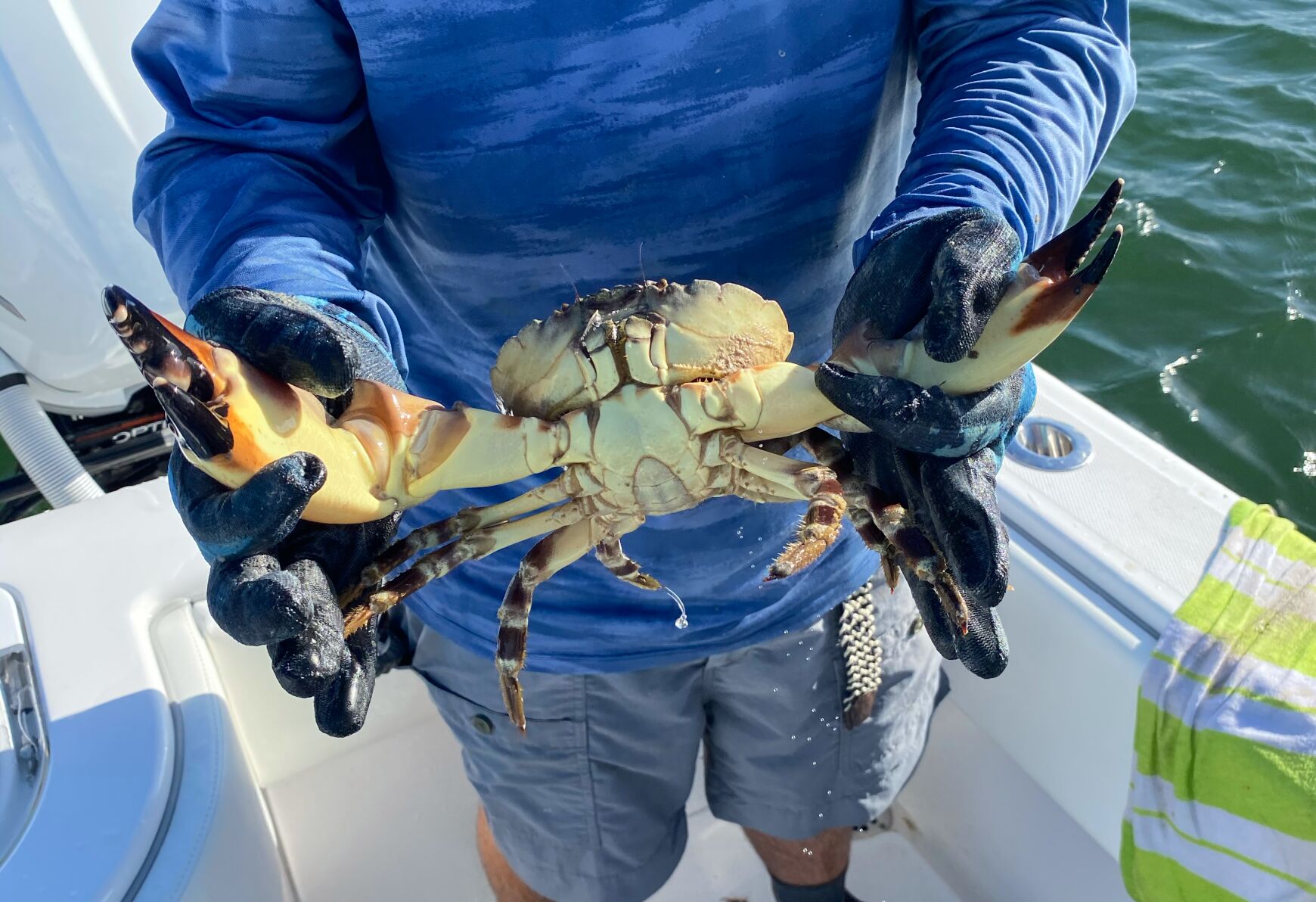 Methods for Harvesting Florida Stone Crabs | OffShore ...