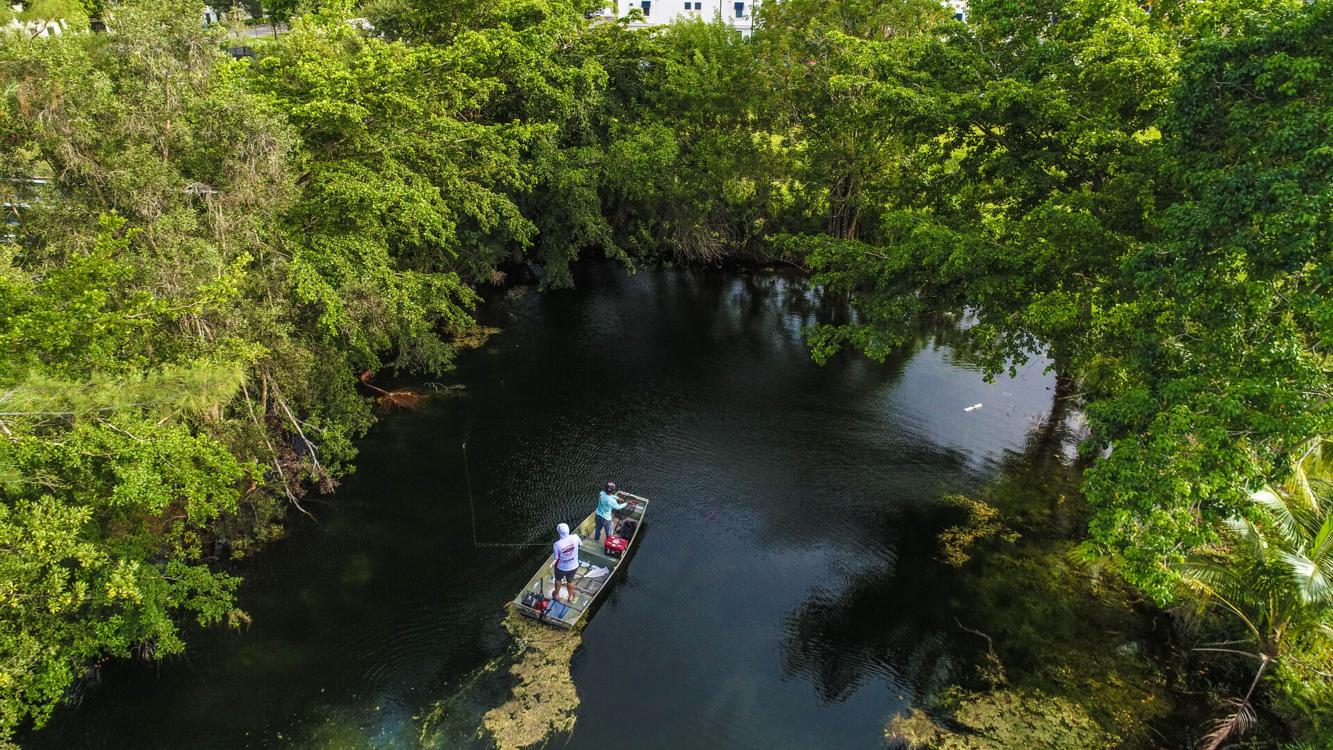 Snakeheads: Florida's Most Misunderstood Invasive Species | FreshWater ...