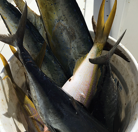 Florida Keys Yellowtail Snapper Fishing | Fishing-report ...