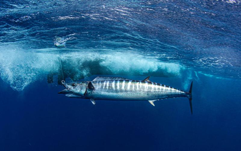 How a Few Center-Console Pioneers in Northeast Florida Revolutionized ...