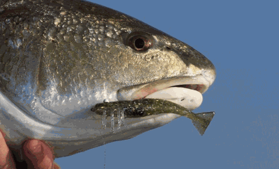 red drum fish teeth