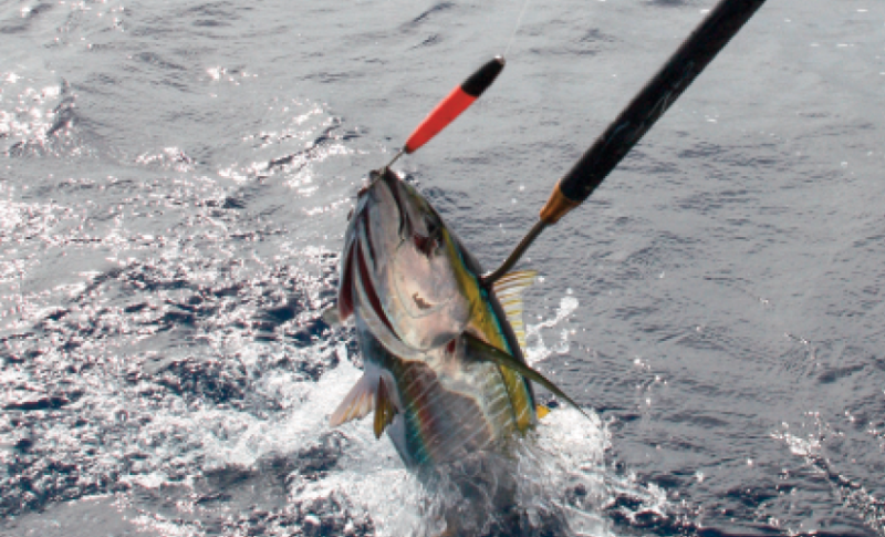 Rum Cay | OffShore | floridasportfishing.com