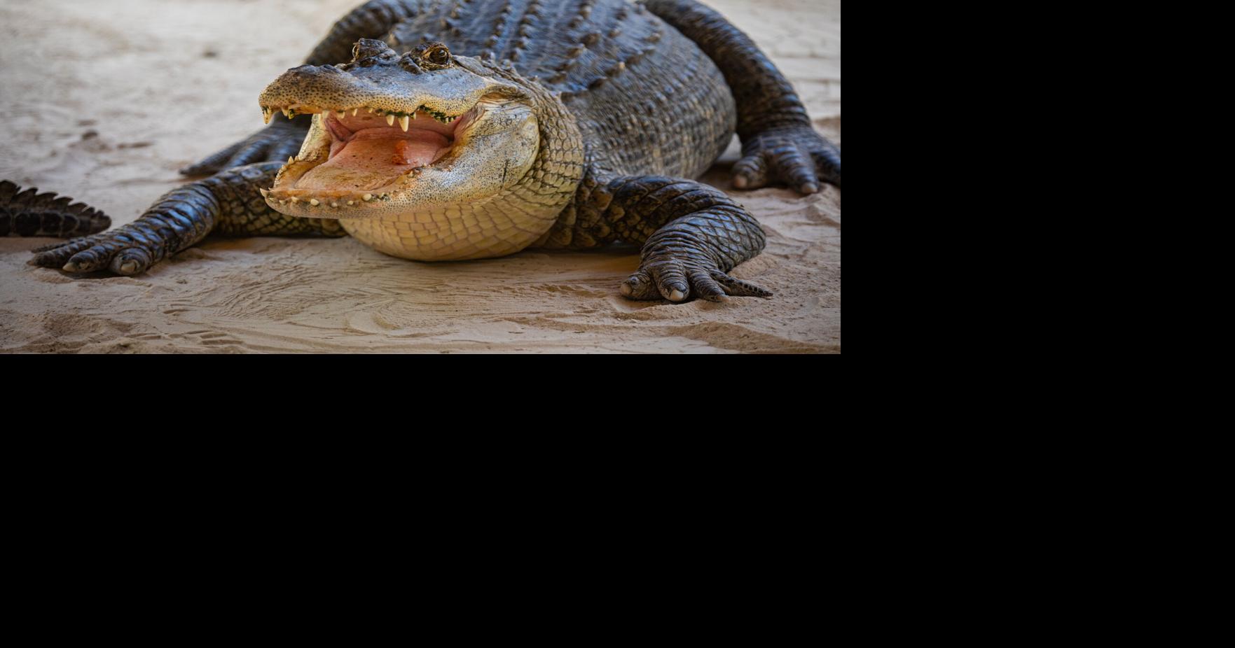 Florida's Alligator Harvest Rules and Regulations | FreshWater ...