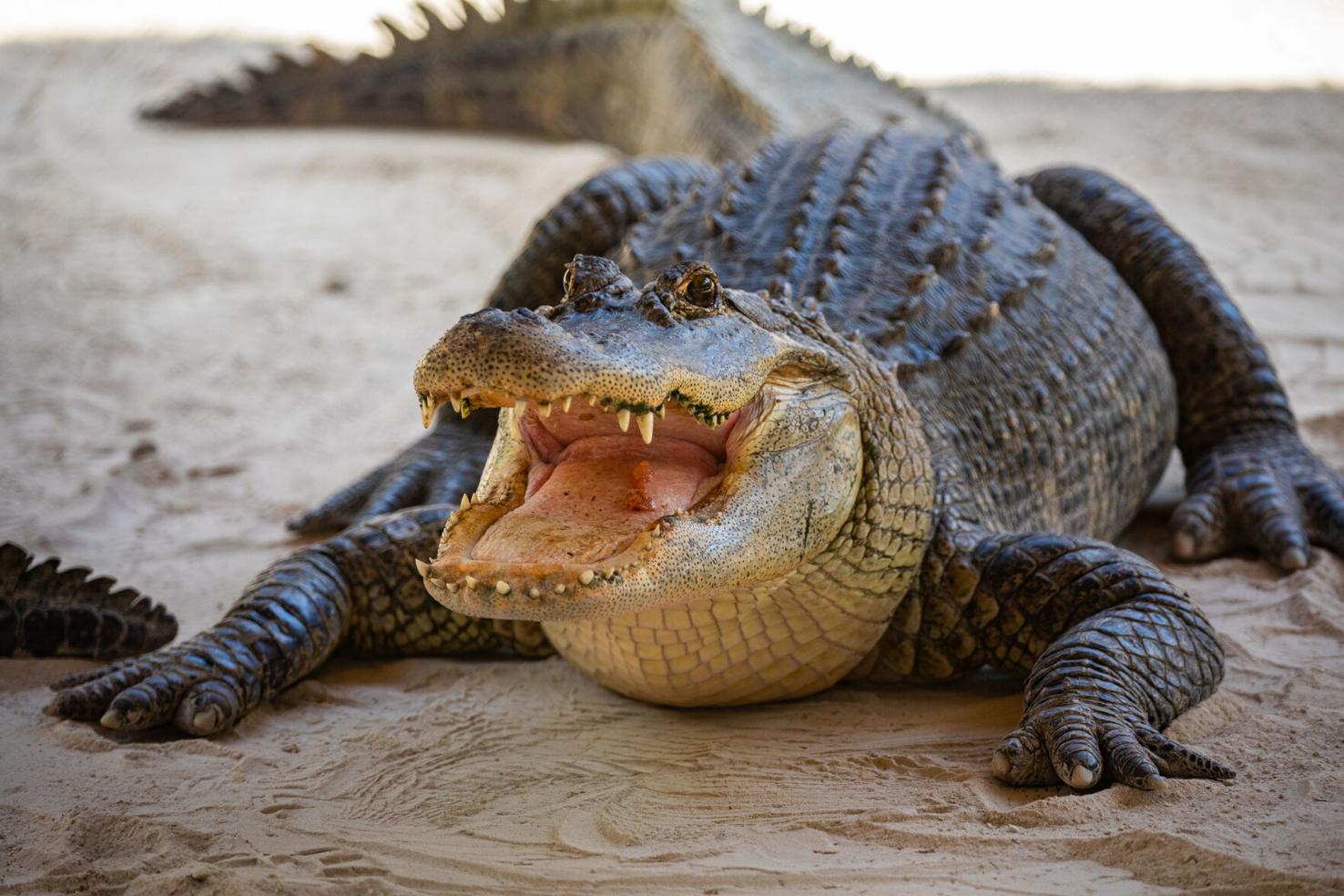 Florida's Alligator Harvest Rules and Regulations | FreshWater ...