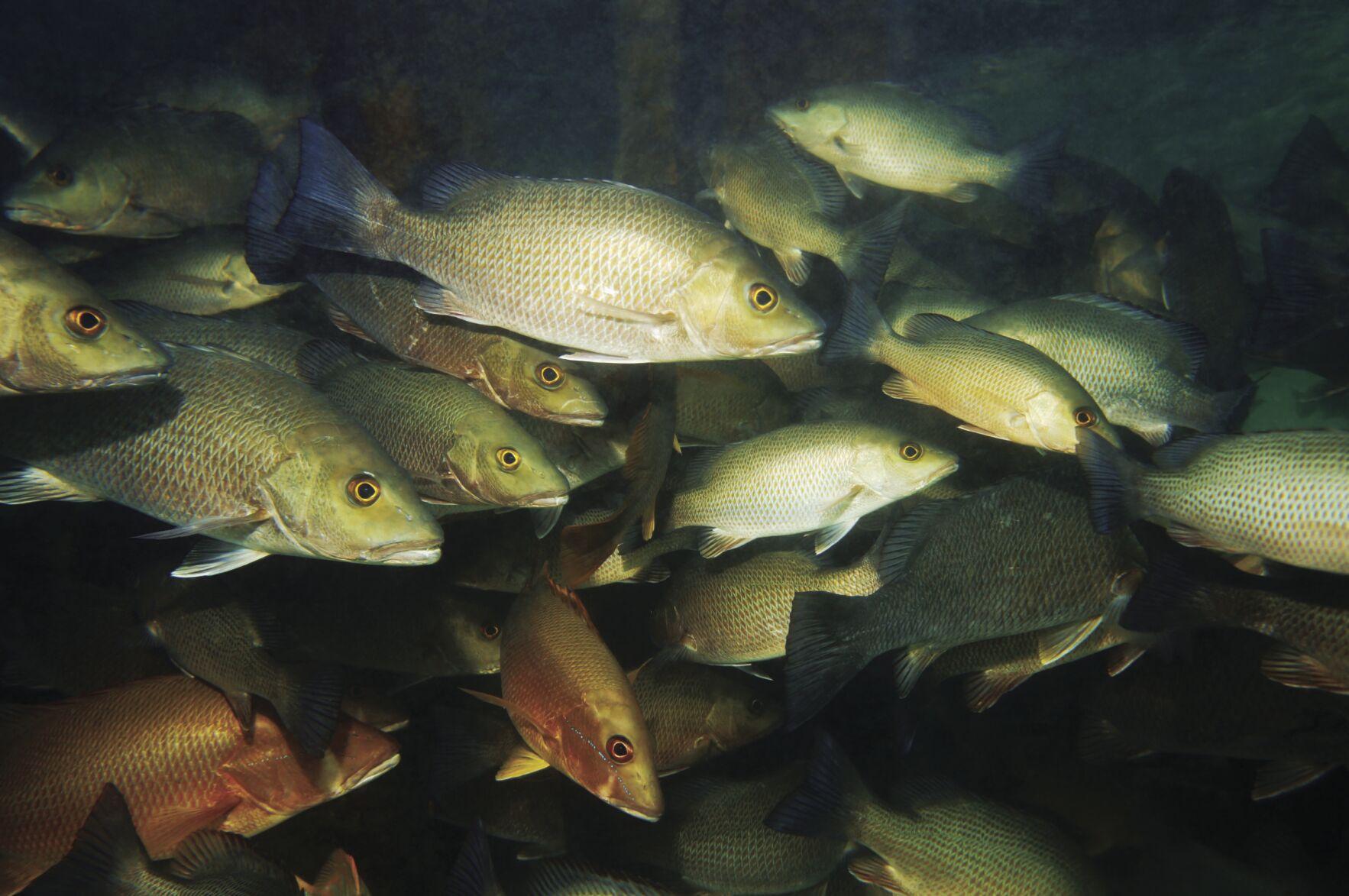 Set Your Sights on Spawning Summer Snapper | InShore ...