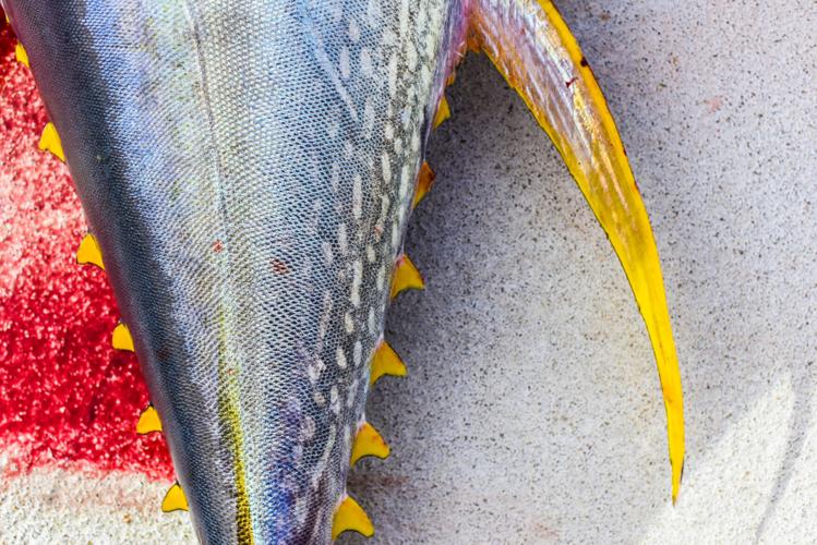 Species Spotlight: Yellowfin Tuna | OffShore | floridasportfishing.com