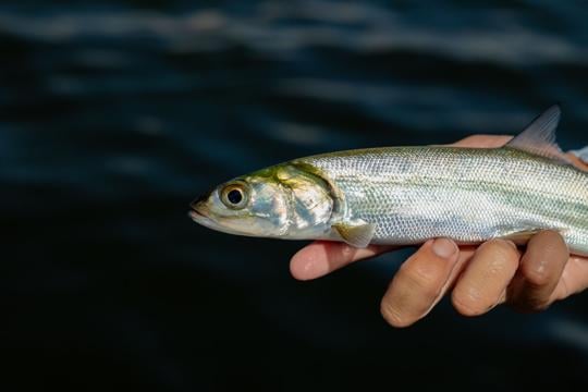 Baitfish Profiles: Ladyfish | InShore | floridasportfishing.com