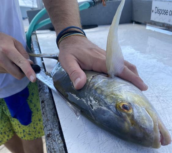 Yellow Jack Fishing: Florida’s Most Underrated Game Fish | OffShore ...