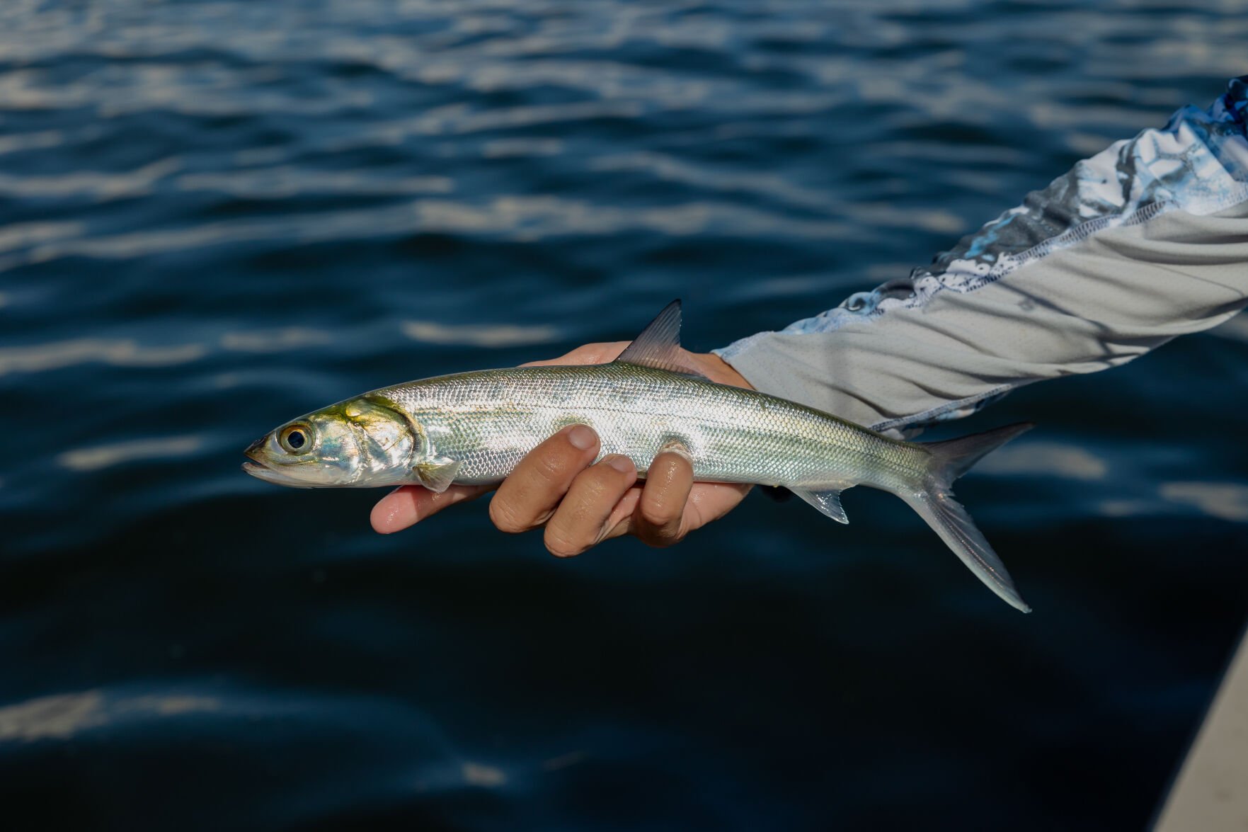Baitfish Profiles: Ladyfish | InShore | floridasportfishing.com