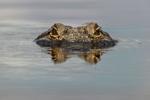 Florida's Alligator Harvest Rules and Regulations | FreshWater ...