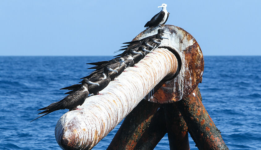 Monarch of the Sky | OffShore | floridasportfishing.com