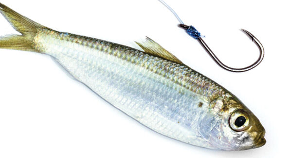 The Perfect Piercing | InShore | floridasportfishing.com