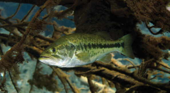 Bump & Grind | FreshWater | floridasportfishing.com