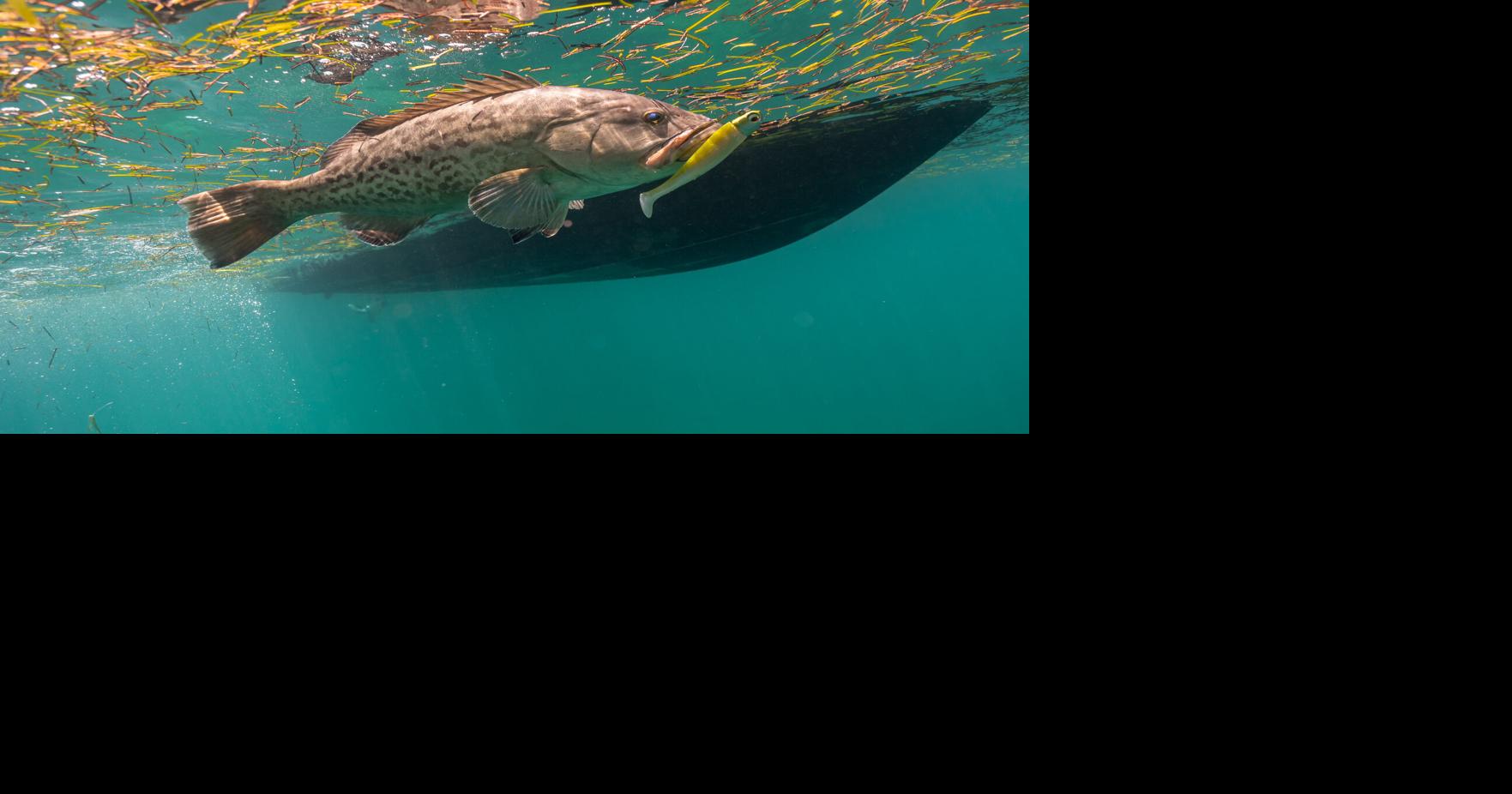 Catch and Release Gag Grouper | InShore | floridasportfishing.com