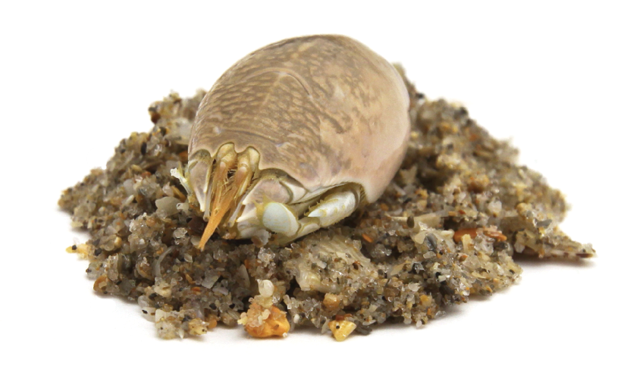 Sand Fleas | InShore | floridasportfishing.com