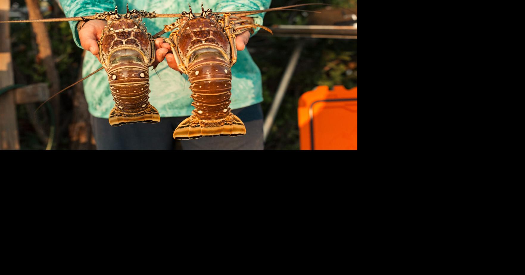 Species Spotlight: Lobsters | Fishing-cat | floridasportfishing.com