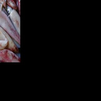 Squid School | | floridasportfishing.com