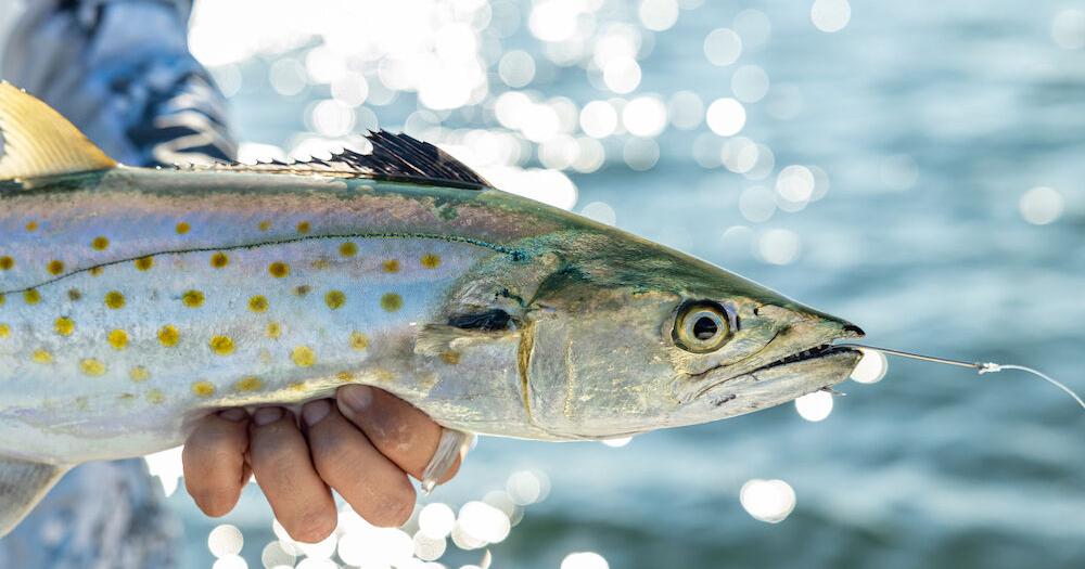 A Guide to Catching Mackerel | InShore | floridasportfishing.com