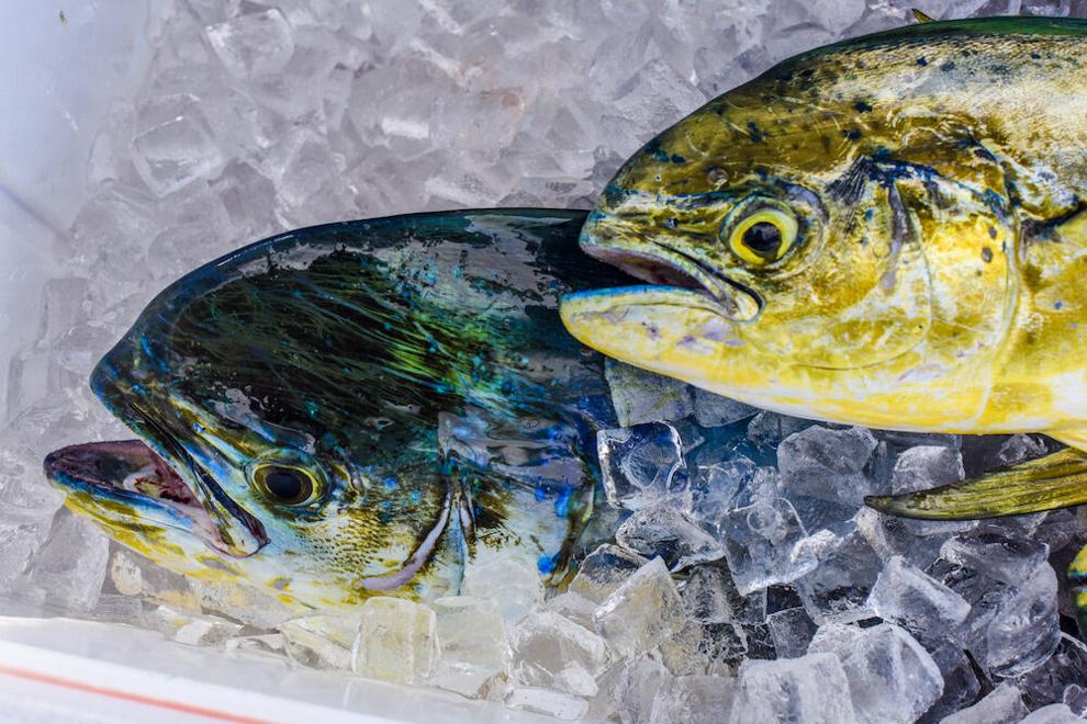 Chimichurri Mahi Recipe | Recipes | floridasportfishing.com
