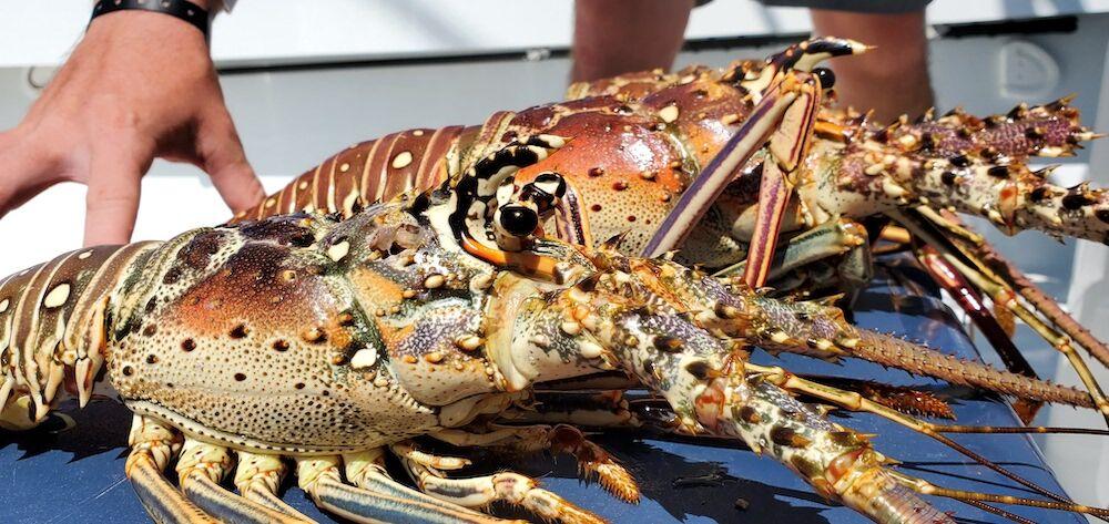 An In-Depth Guide to Lobster Fishing in South Florida | OffShore ...