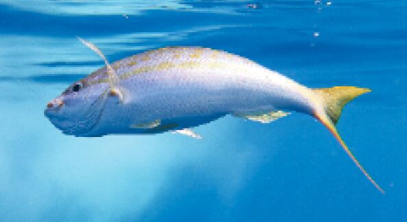 Never Fail Yellowtail | OffShore | floridasportfishing.com