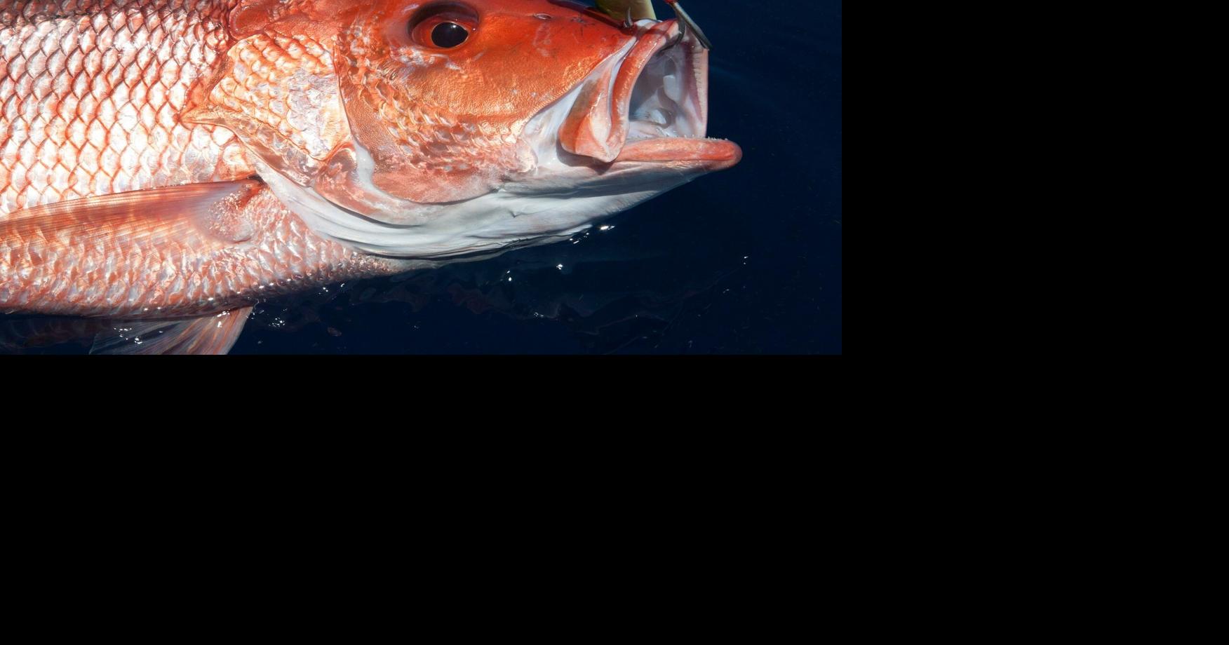 Single Day South Atlantic Red Snapper Season | Press Releases ...