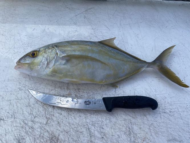 Yellow Jack Fishing: Florida’s Most Underrated Game Fish | OffShore ...