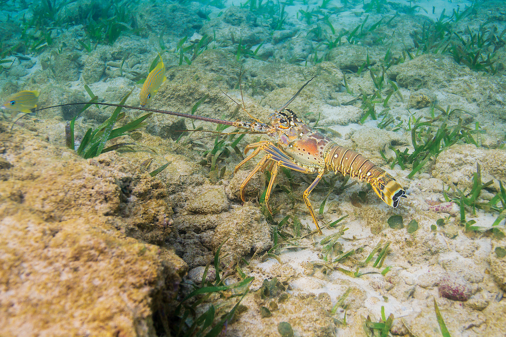 An In-Depth Guide to Lobster Fishing in South Florida | OffShore ...