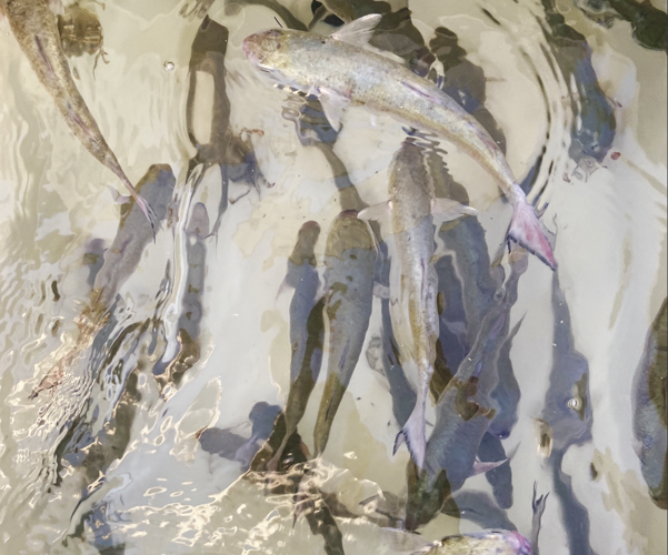 The Mullet Migration is Here | InShore | floridasportfishing.com