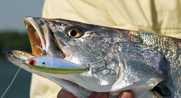 Make Some Noise | InShore | floridasportfishing.com