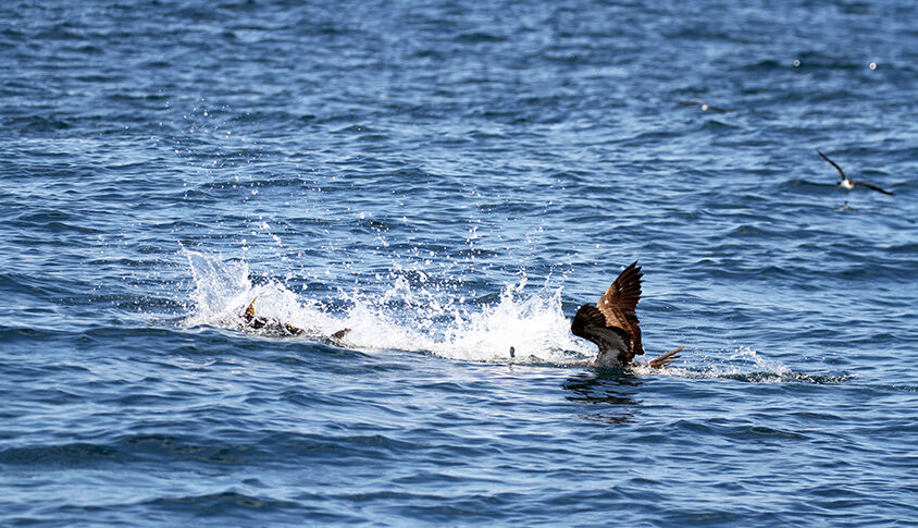 Monarch of the Sky | OffShore | floridasportfishing.com
