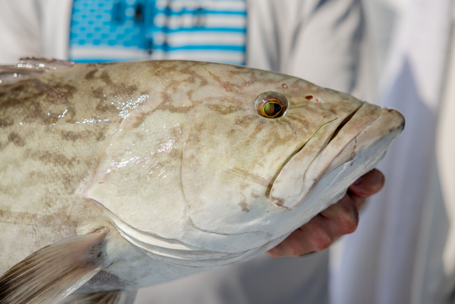 Species Spotlight: Gag Grouper | InShore | floridasportfishing.com