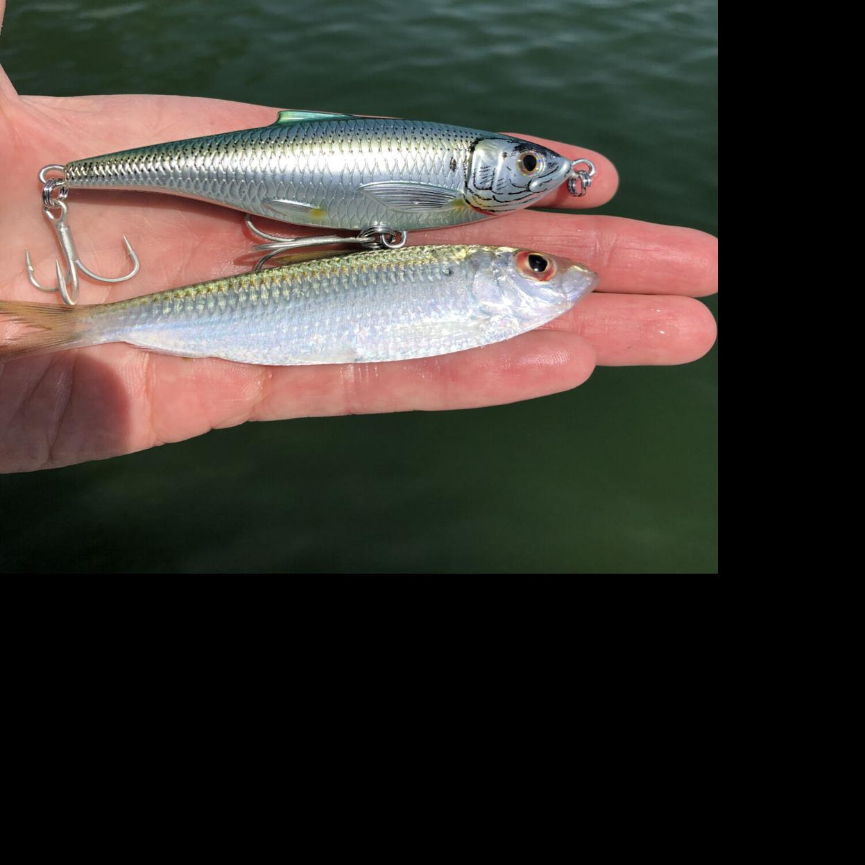 floridasportfishing.com | Florida Sport Fishing