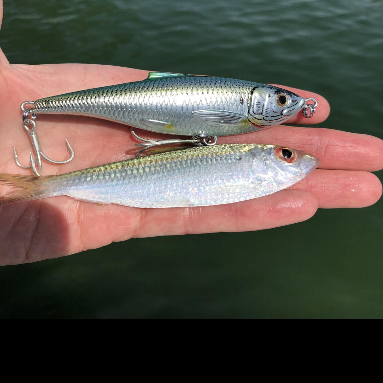 floridasportfishing.com | Florida Sport Fishing