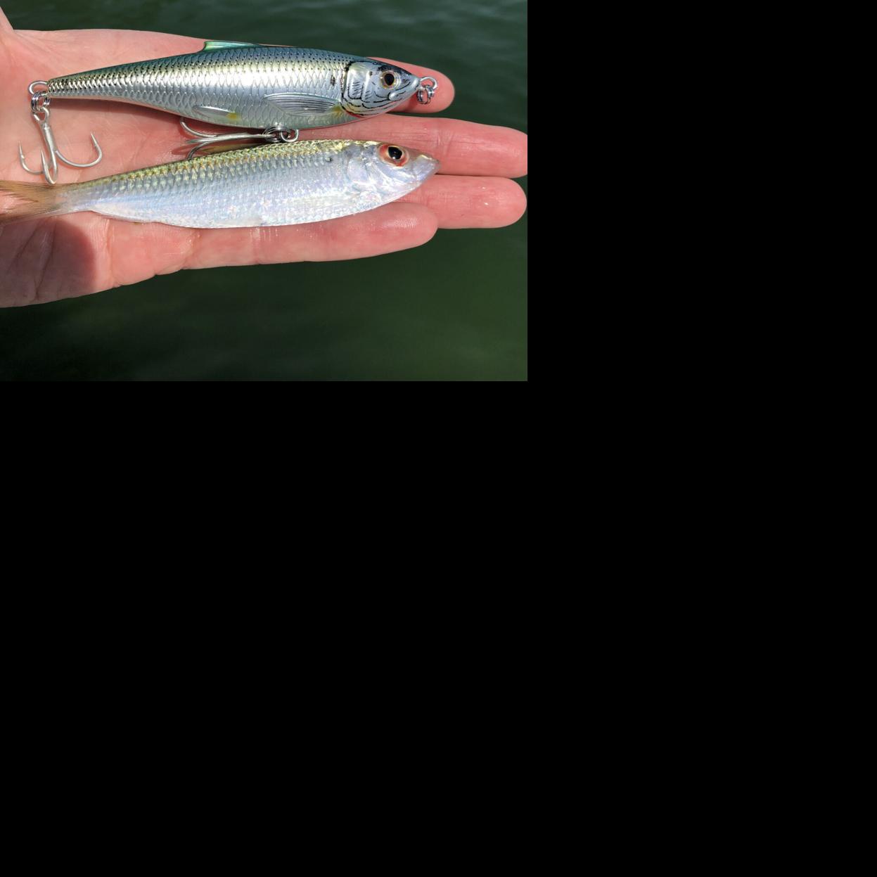 floridasportfishing.com | Florida Sport Fishing