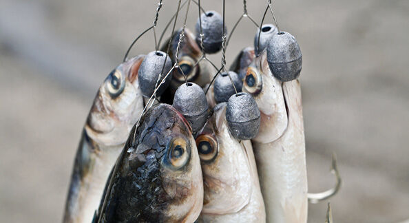 Simple Swimming Mullet | OffShore | floridasportfishing.com