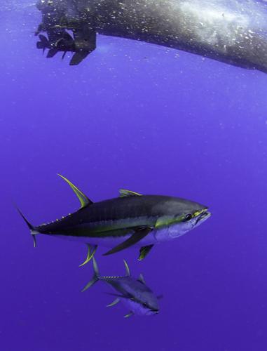 Species Spotlight: Yellowfin Tuna | OffShore | floridasportfishing.com
