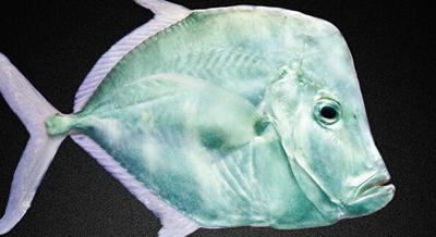 Lookout for Lookdown | InShore | floridasportfishing.com