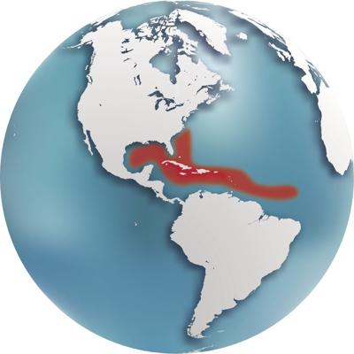 Species Spotlight: Queen Snapper | OffShore | floridasportfishing.com