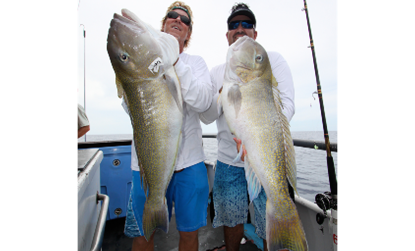 Golden Tilefish | Multimedia | floridasportfishing.com